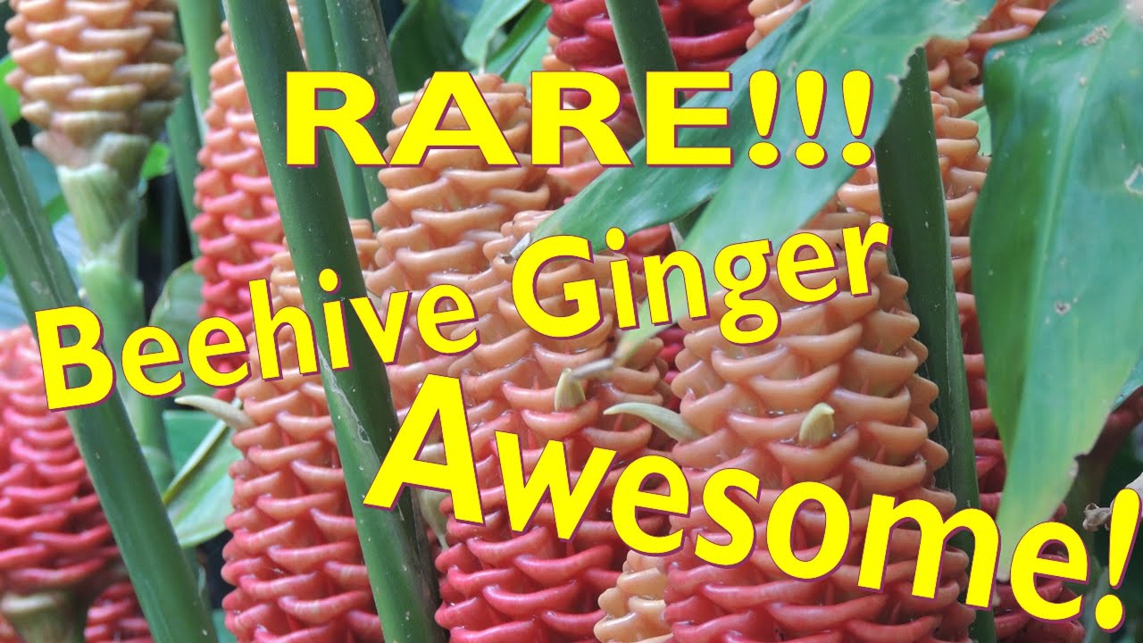 🌱🌿RARE PLANT! || Beehive Ginger || Plant || Garden Decor || Landscaping ...
