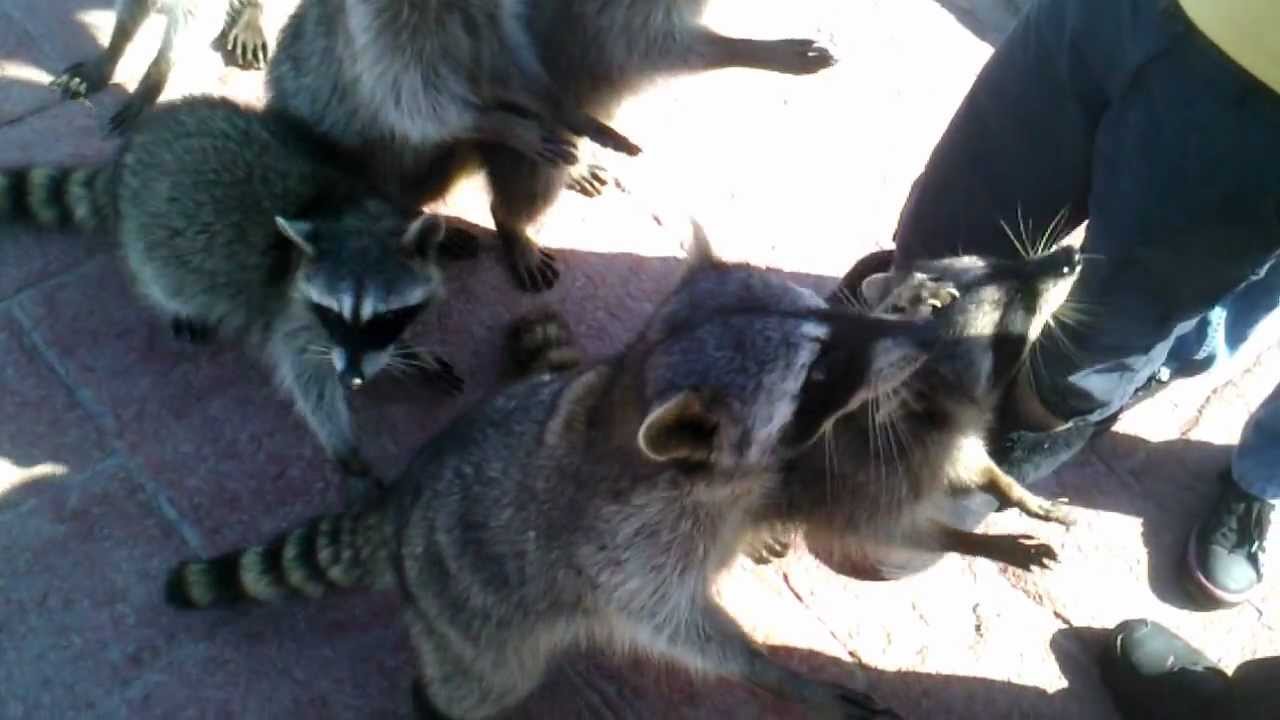 Dandole de comer a los mapaches en las escolleras de Playa Miramar ...