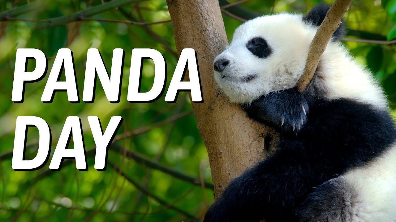 Natl. Panda Day 🐼 - March 16 - YouTube