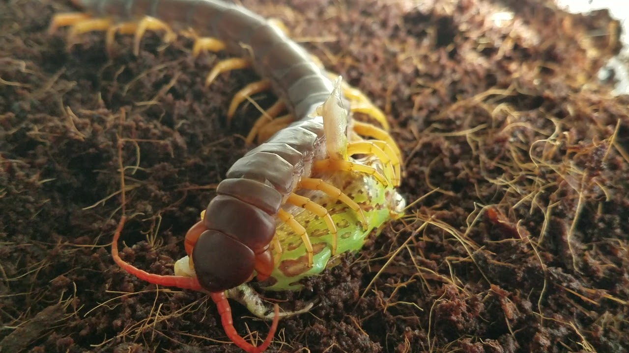 Vietnamese centipede eating Pacman frog - YouTube