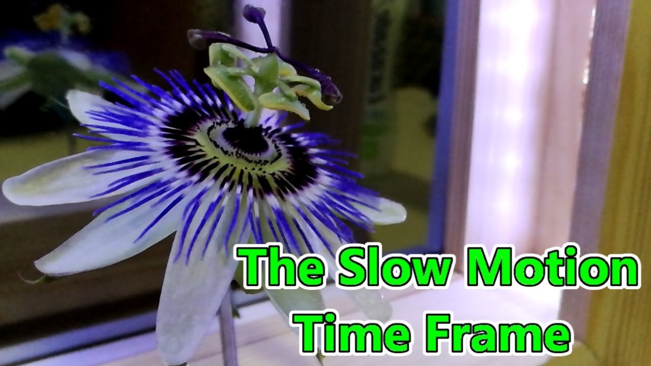 Time Frame The Slow Motion Display - YouTube