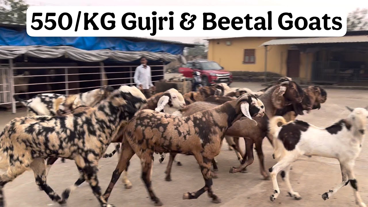 550/KG Beetal, Gujri & Daang Goats at Sanjari Goat Farm with Mortality ...