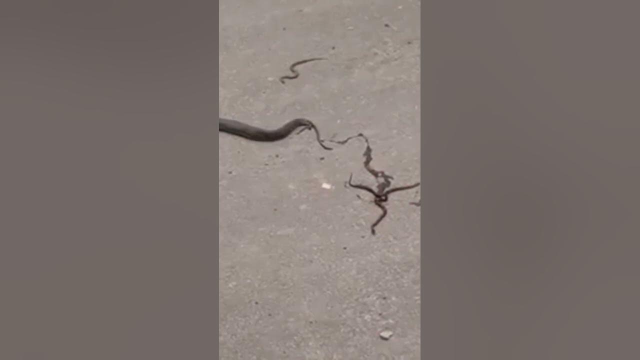 OMG! Snake was giving birth (not to Eggs) but Baby Snakes 1st part.।# ...