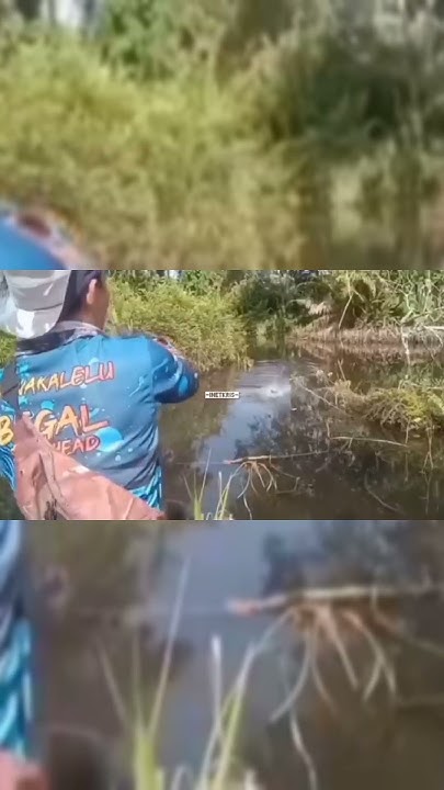 sensasi yang di idamkan para pemancing #fishing #ikan #mancing #mancingmania #mancingliar ...