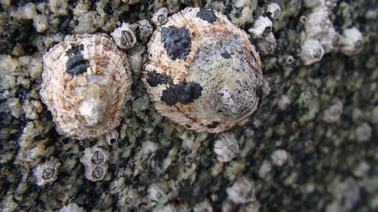 Patellidae is a taxonomic family of sea snails or true limpets Dreece ...