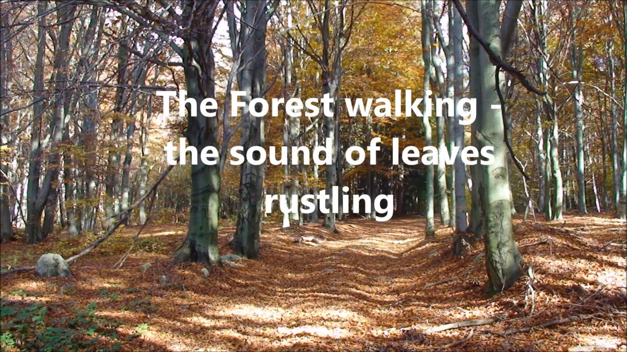 The Forest walking - sound of the tree leaves rustling - YouTube