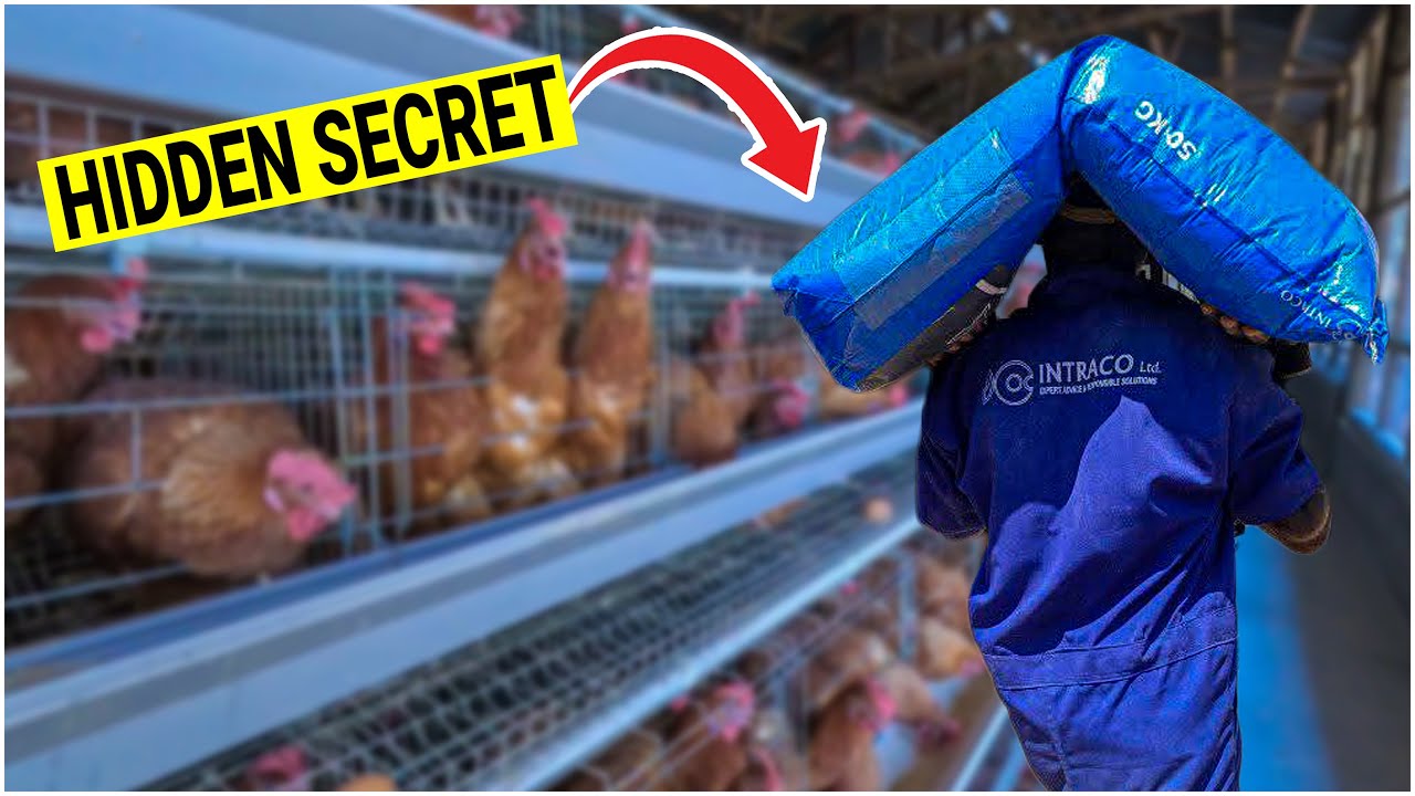 Feed Your Chickens THIS & Get 2KG in Just 4 Weeks - YouTube