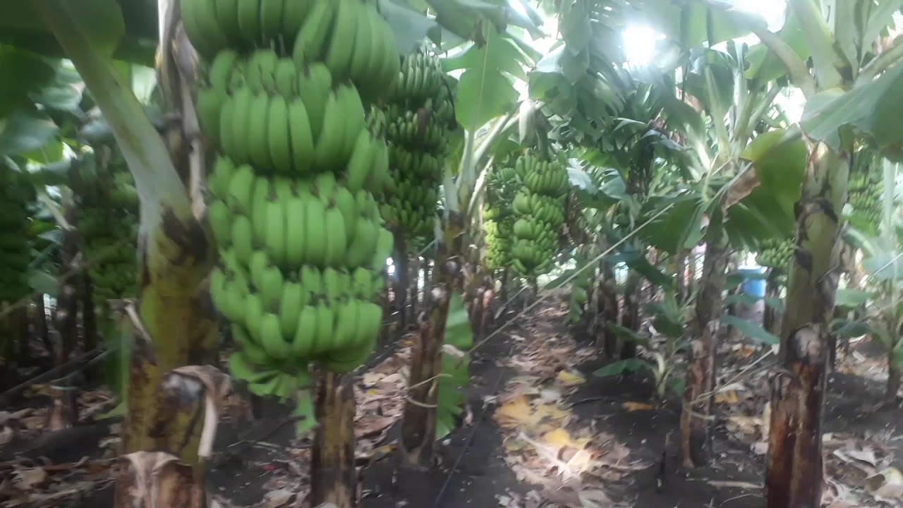 Banana Result call 6363558164 - YouTube