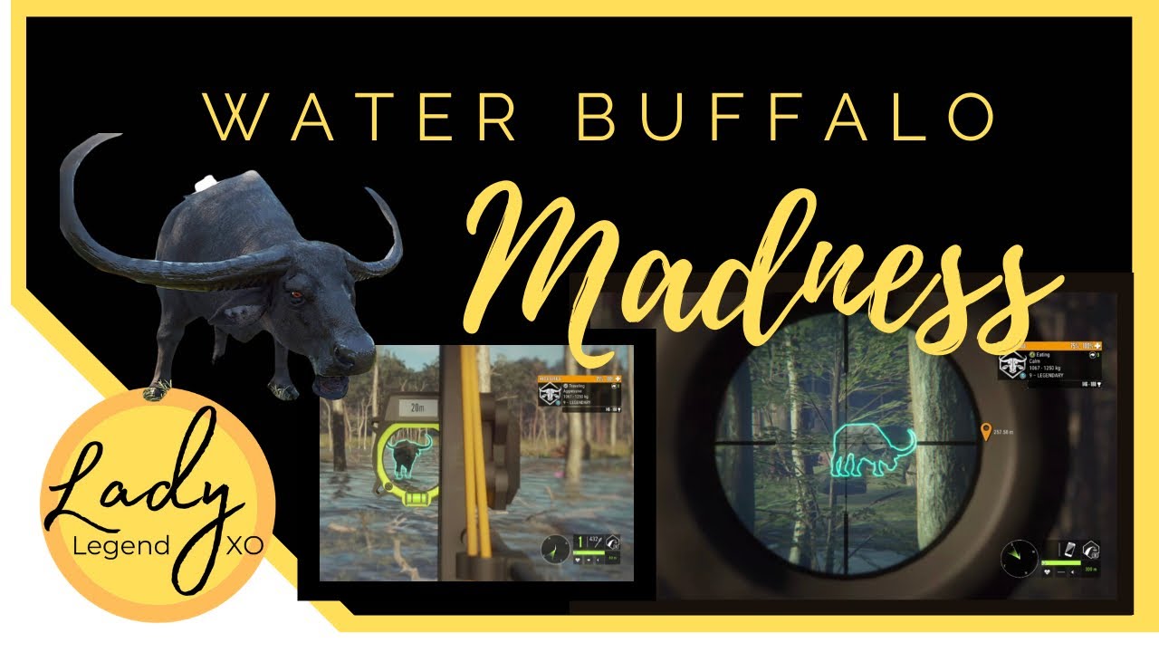 Water Buffalo Madness! Hunter: Call of the Wild. - YouTube