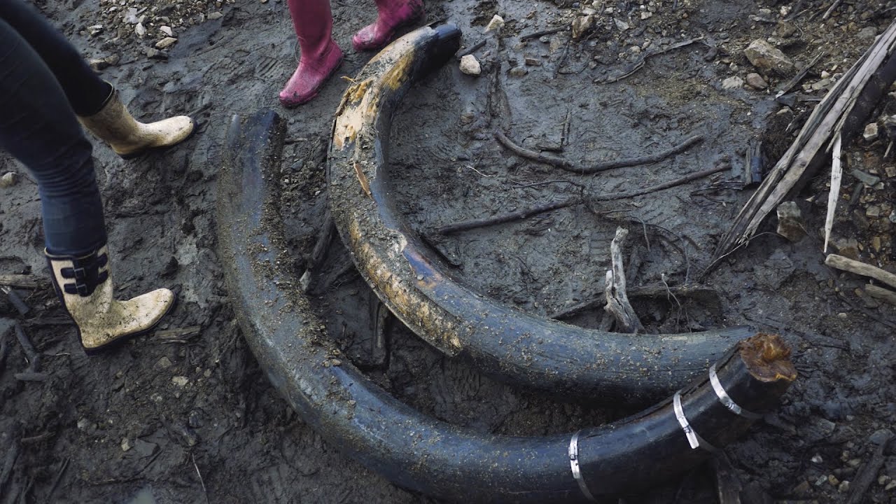Mammoth Tusk Recovery (September, 2017) #vlog - YouTube