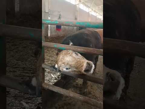 KAFASI DEMİRDE SIKIŞAN BOĞA