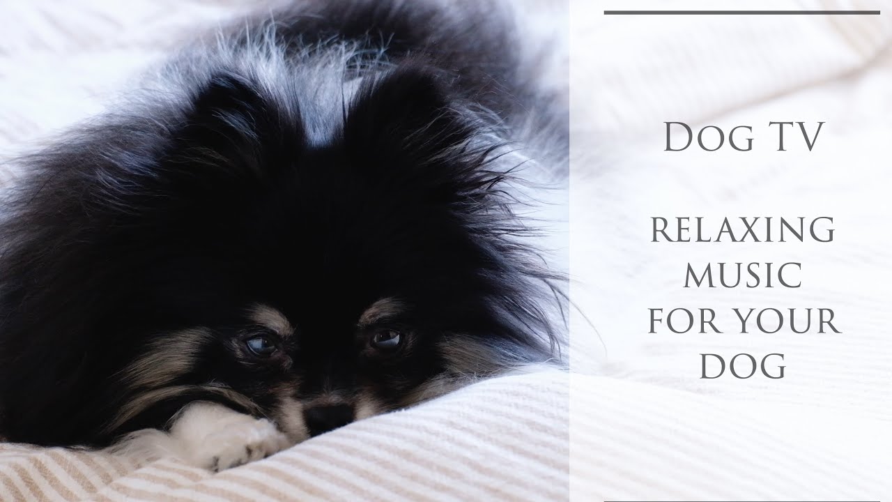 Happy , Relaxing and Calming Music for Dogs|TV for Dogs|ft. Cute ...