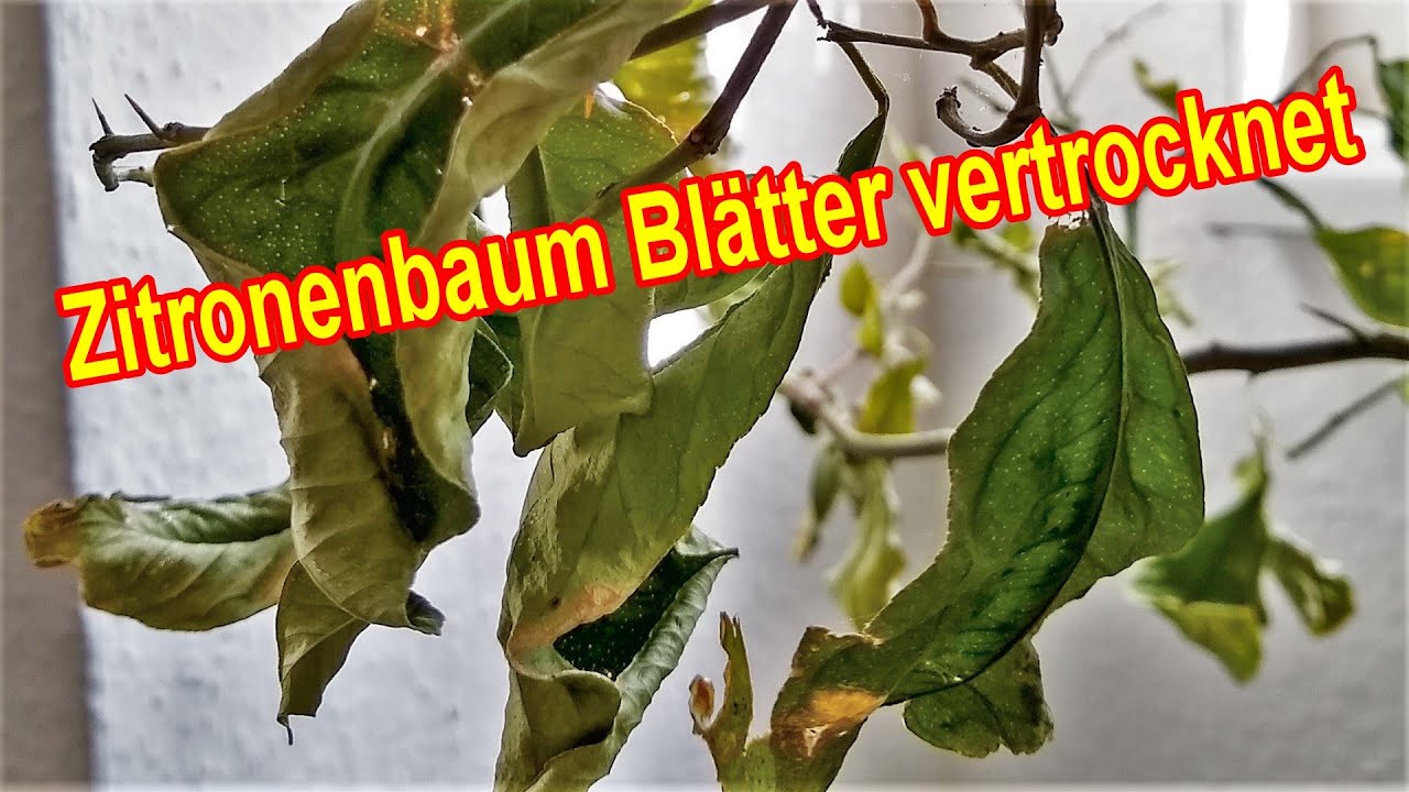 Zitronenbaum Blätter vertrocknen und rollen sich ein - Zitronenbaum ...