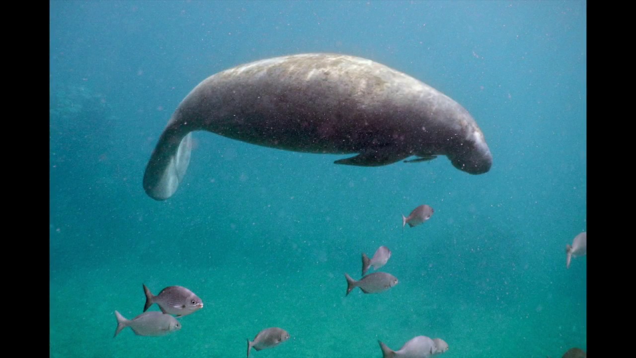 Jibacoa, Cuba, snorkeling with reef fish and manatee - YouTube