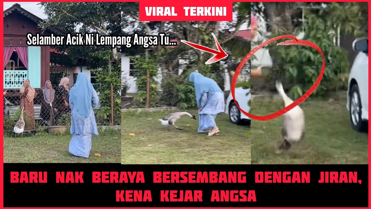 Viral Wanita Ini Dikejar Angsa Sampai Tergolek - YouTube
