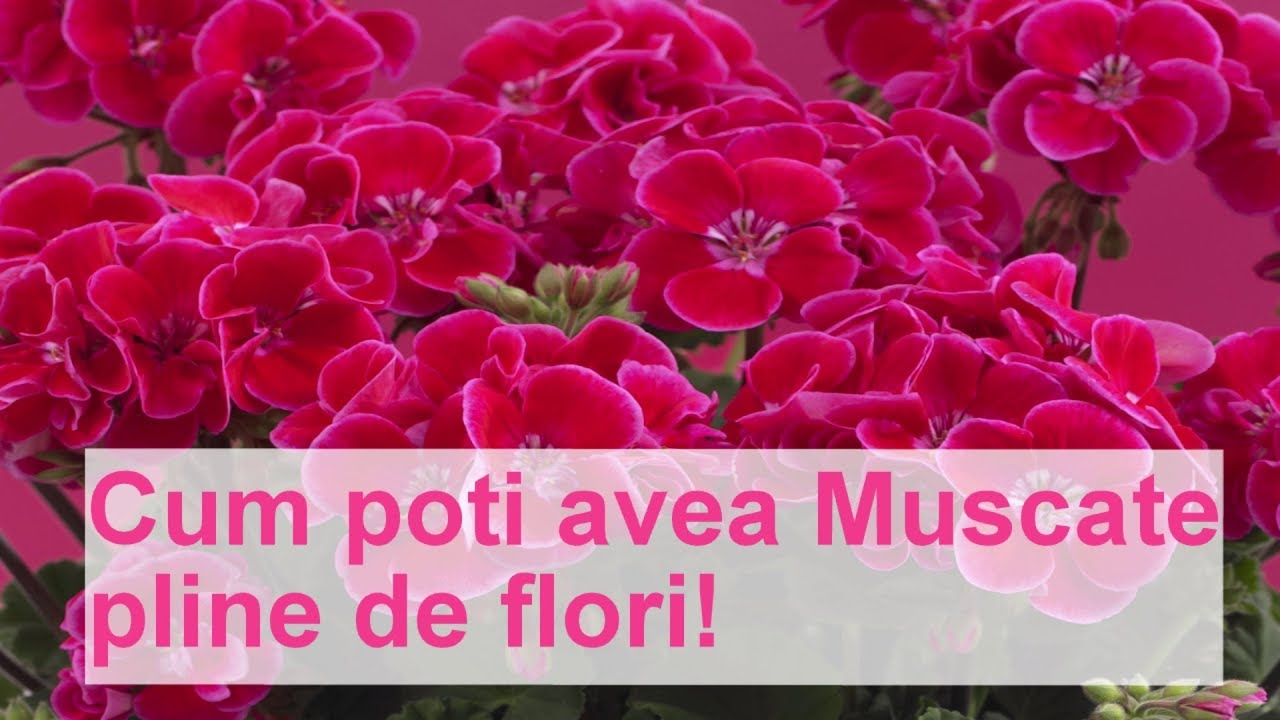 Cum poti avea Muscate pline de flori - YouTube