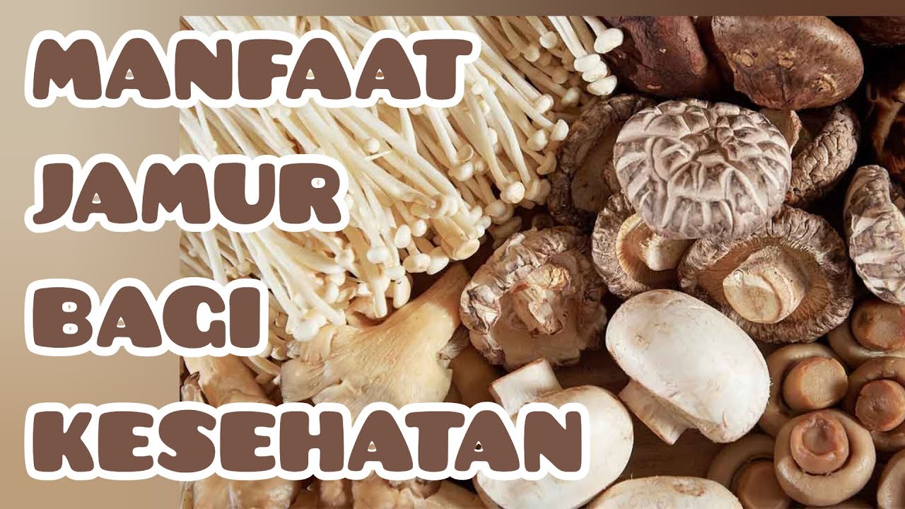MANFAAT JAMUR BAGI KESEHATAN || HEALTH BENEFITS OF MUSHROOMS - YouTube
