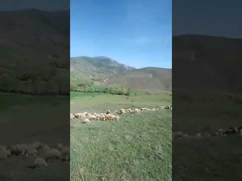 Bir garip çoban ( bizim eller )