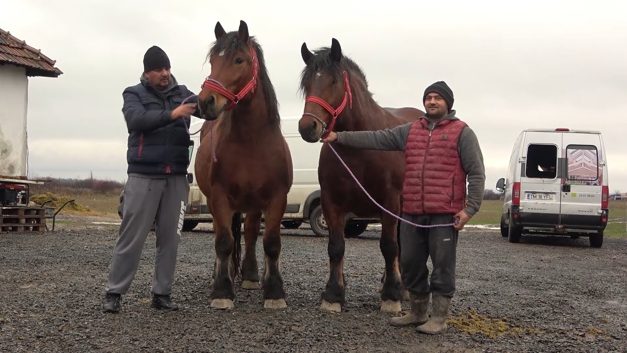 Caii lui Gopa de la Bazos, Timis - 2021 Nou!!! - YouTube