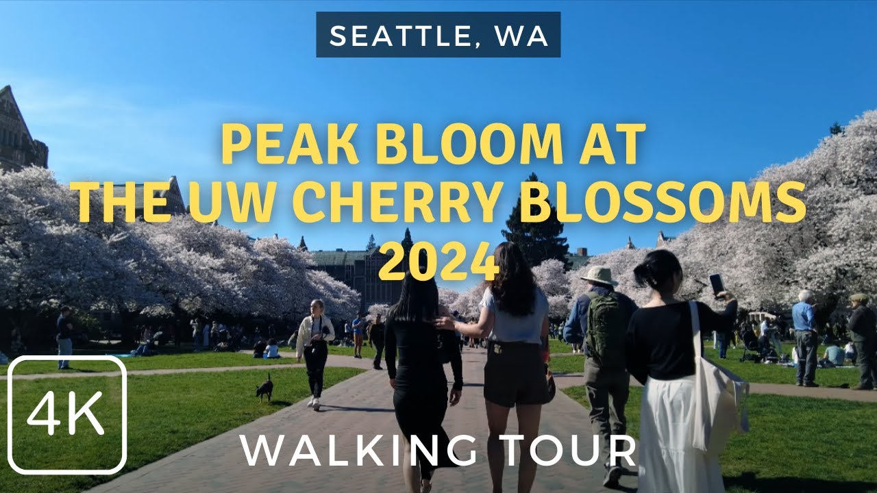 First Day of Spring Cherry Blossoms at the University of Washington UW 2024 | Seattle, WA - YouTube