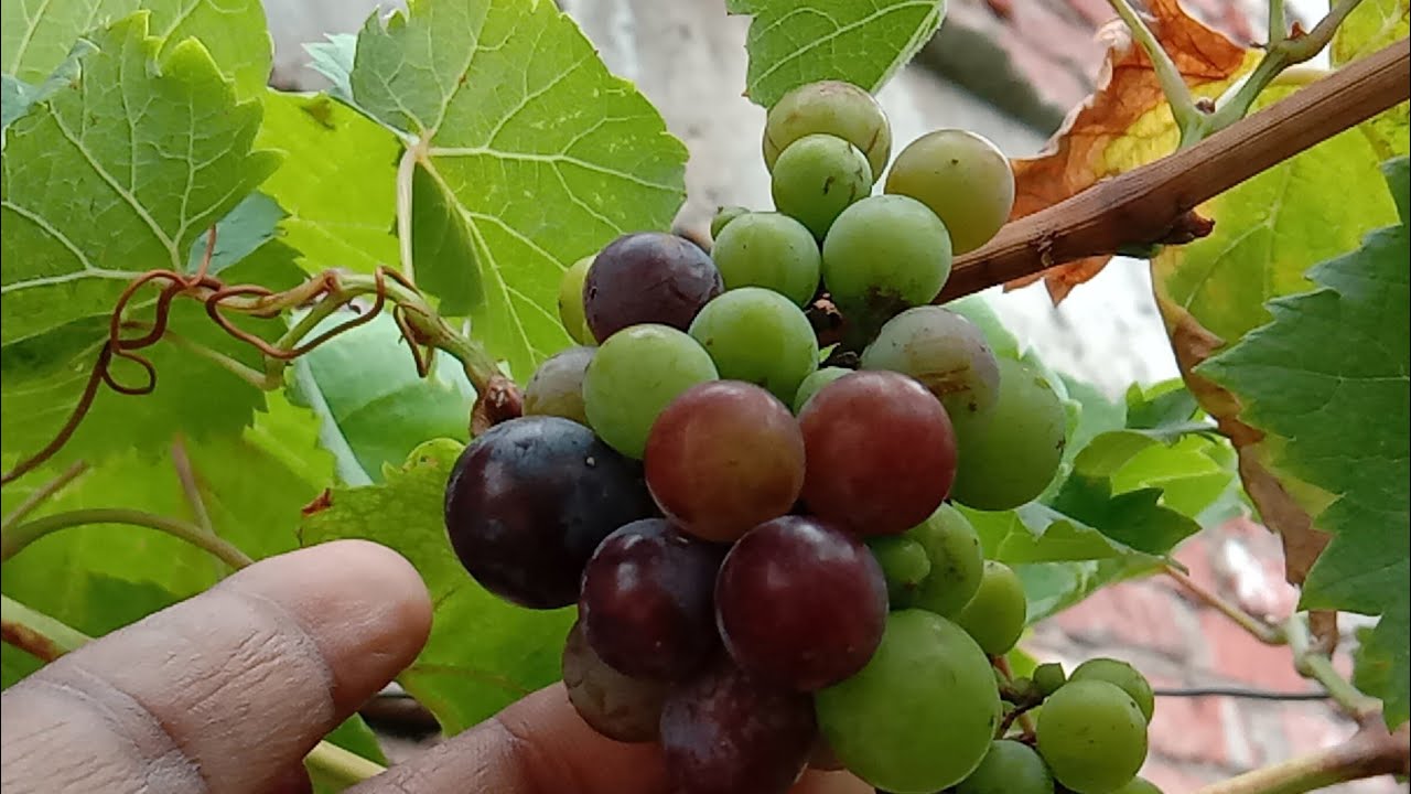 I am harvesting my Terrace garden grapes //With harvesting tips// - YouTube