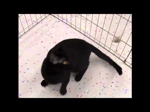 Riley -- sweet & playful kitty {{ Adopted!! }} - YouTube