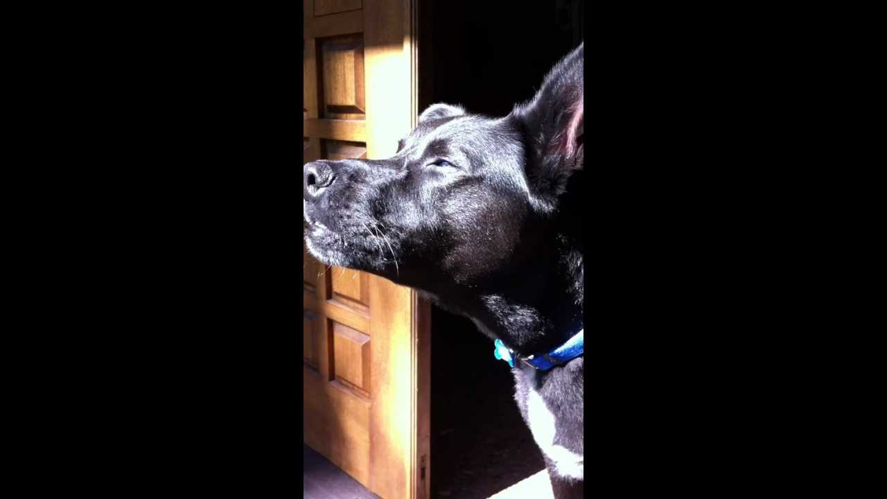 Panda Wolf Howl - YouTube