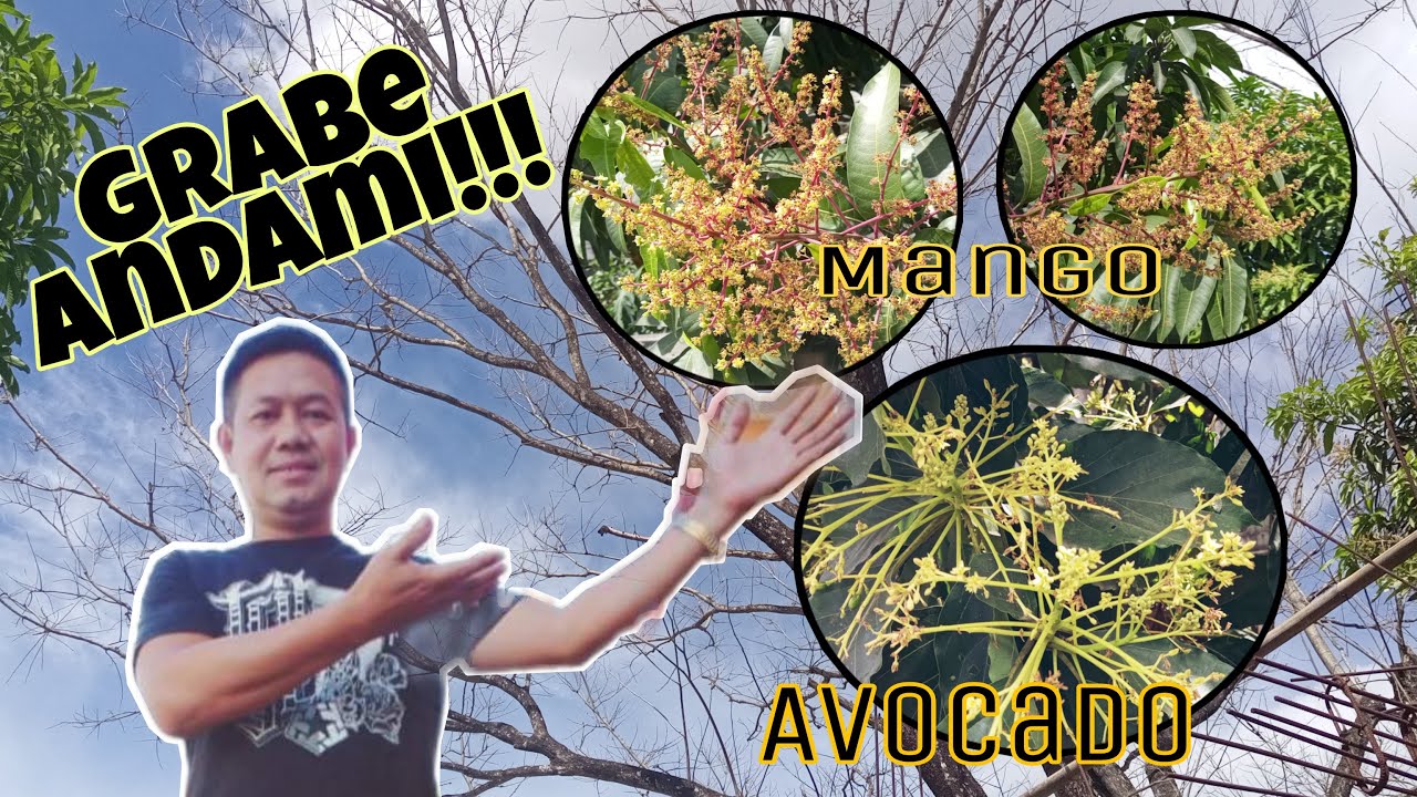 Pamumulaklak ng aking Marcotted Mango at Avocado Tree (Flowering Season ...