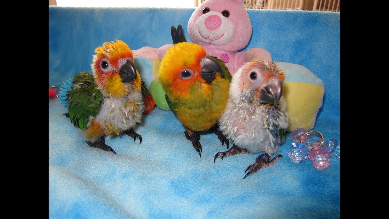 Rainbow Parrots Aviary -- Sunday Conure Babies - YouTube