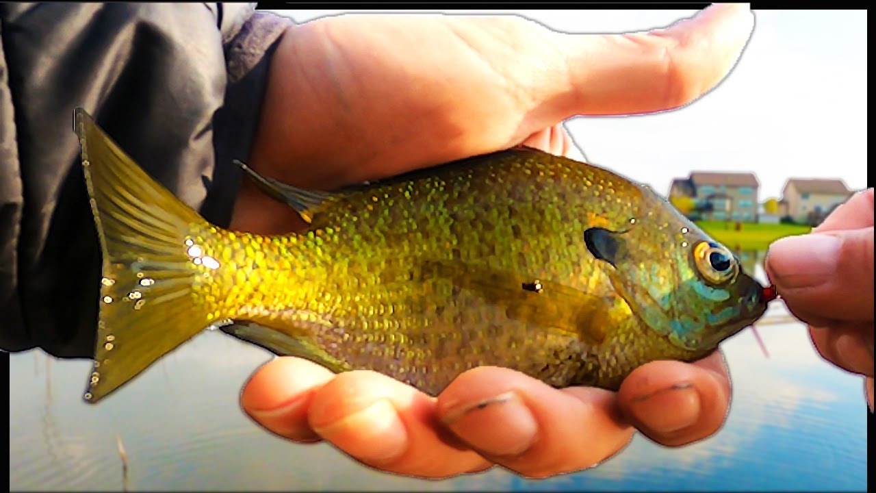 BITING BLUEGILL! (Diary of a Fisherman) Ultralight Bobber Fishing for ...