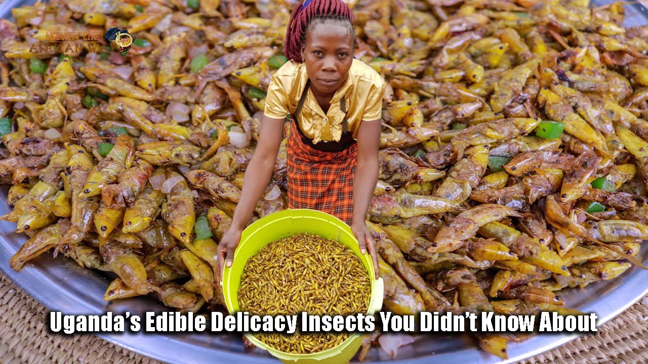 Uganda’s Edible Delicacy Insects You Didn’t Know About - YouTube