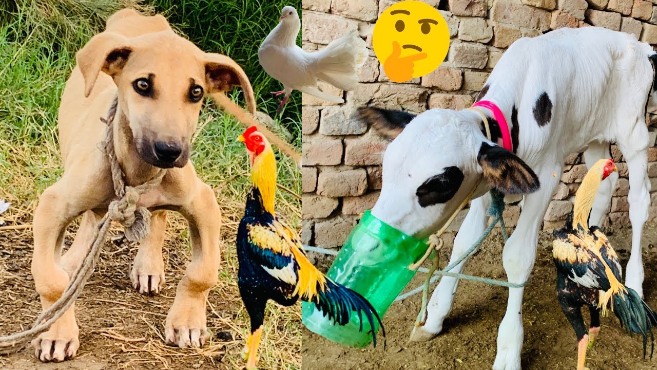 Qurbani k janwar le aye ham🐂🐑🥰 - YouTube