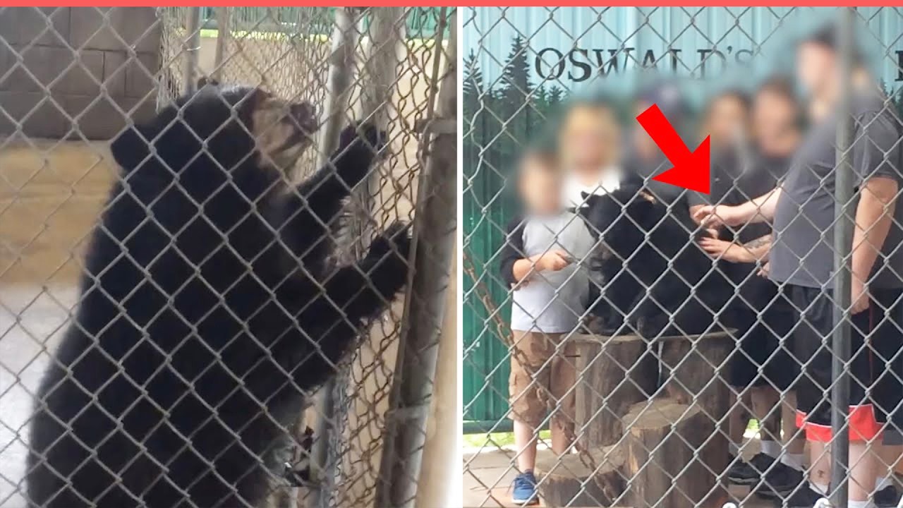 This Poor Bear's Story Will Break Your Heart - YouTube