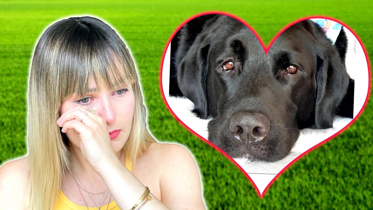 An Emotional Gallop Update… (10th birthday, losing a guide dog, & grief ...