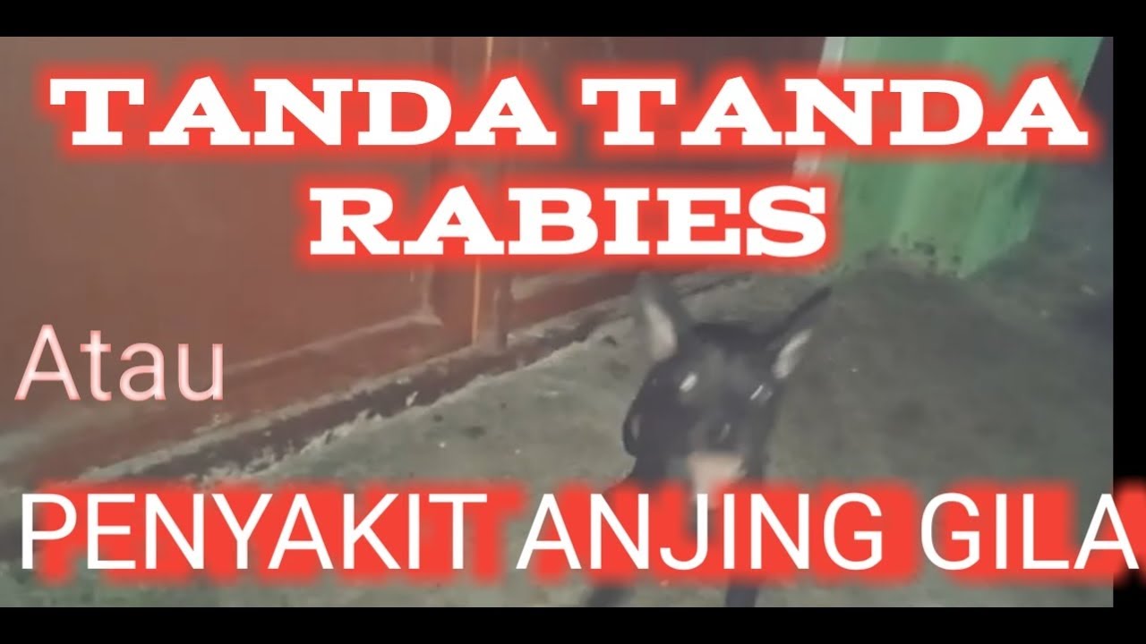 TANDA TANDA ANJING TERKENA RABIES - YouTube