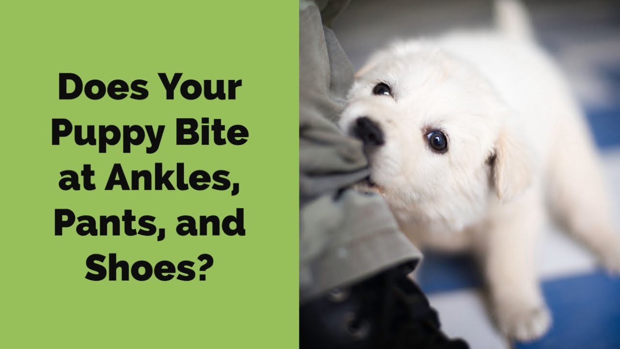 Puppy Biting at Your Clothes? Get This Great Tip! - YouTube