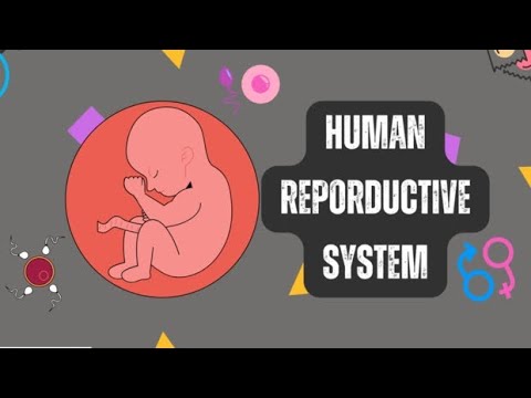 HUMAN REPRODUCTION (Part-I) - YouTube
