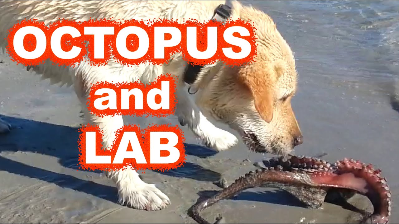 Lab reacts to an octopus - YouTube