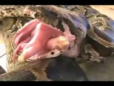 +18 Yilan Vs Domuz yavrusu - Python vs Pig - YouTube