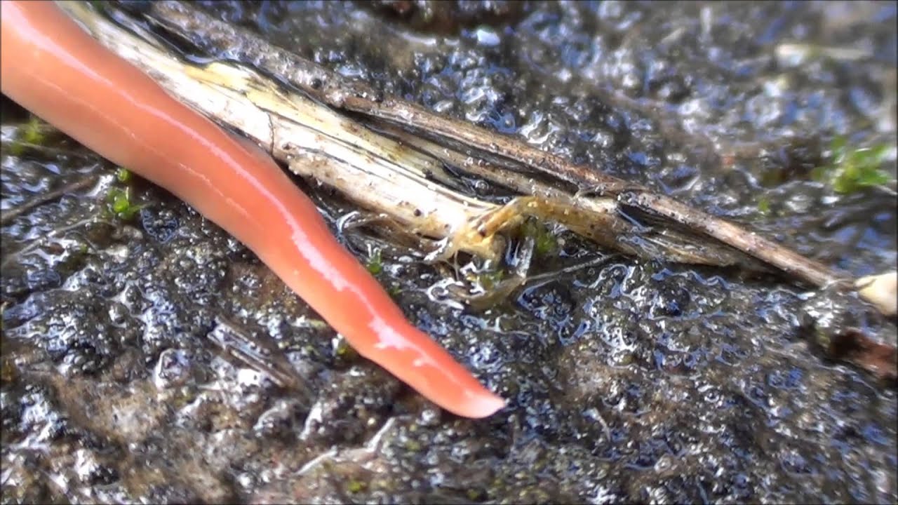 The Australian Flatworm (Australoplana Sanguinea) - YouTube