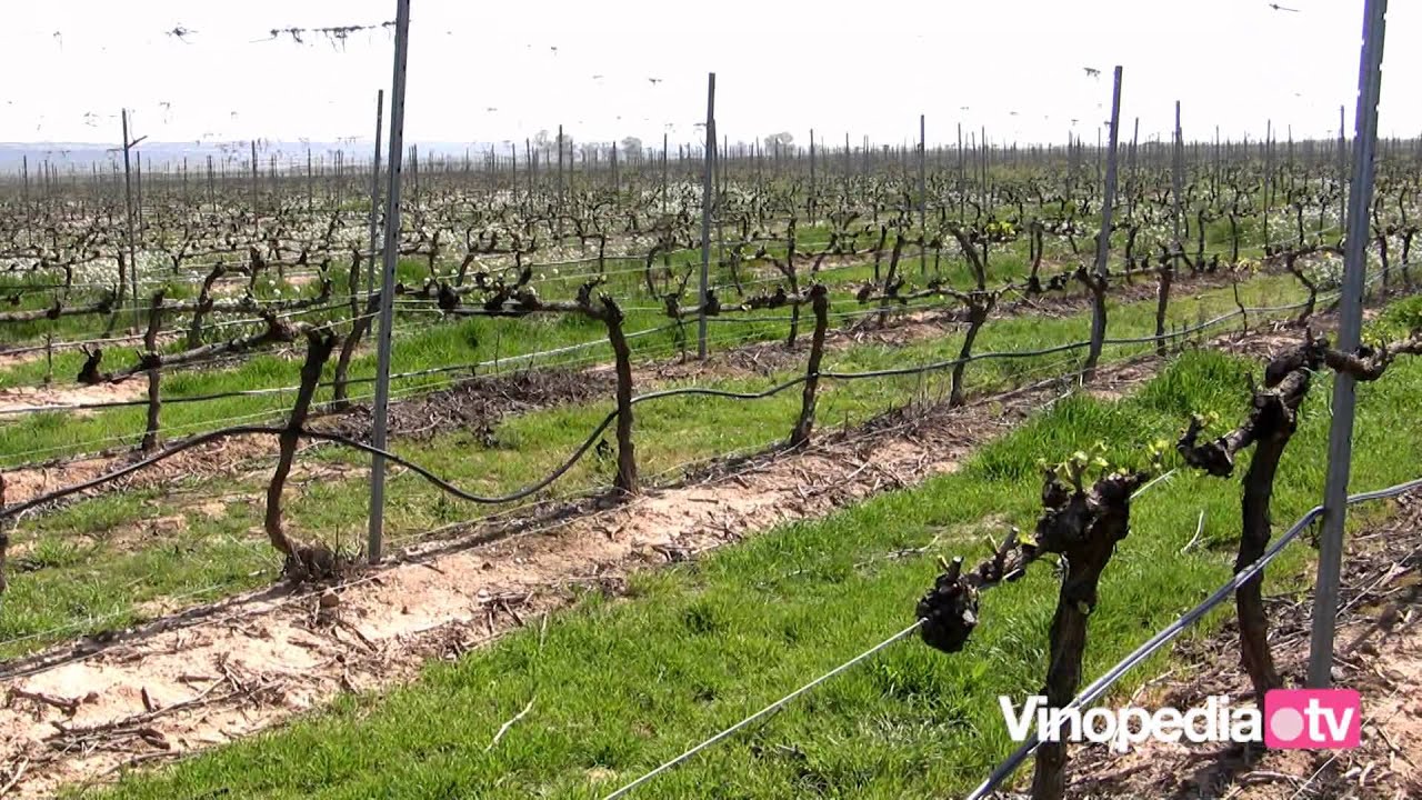 Capítulo 16. El laboreo - YouTube