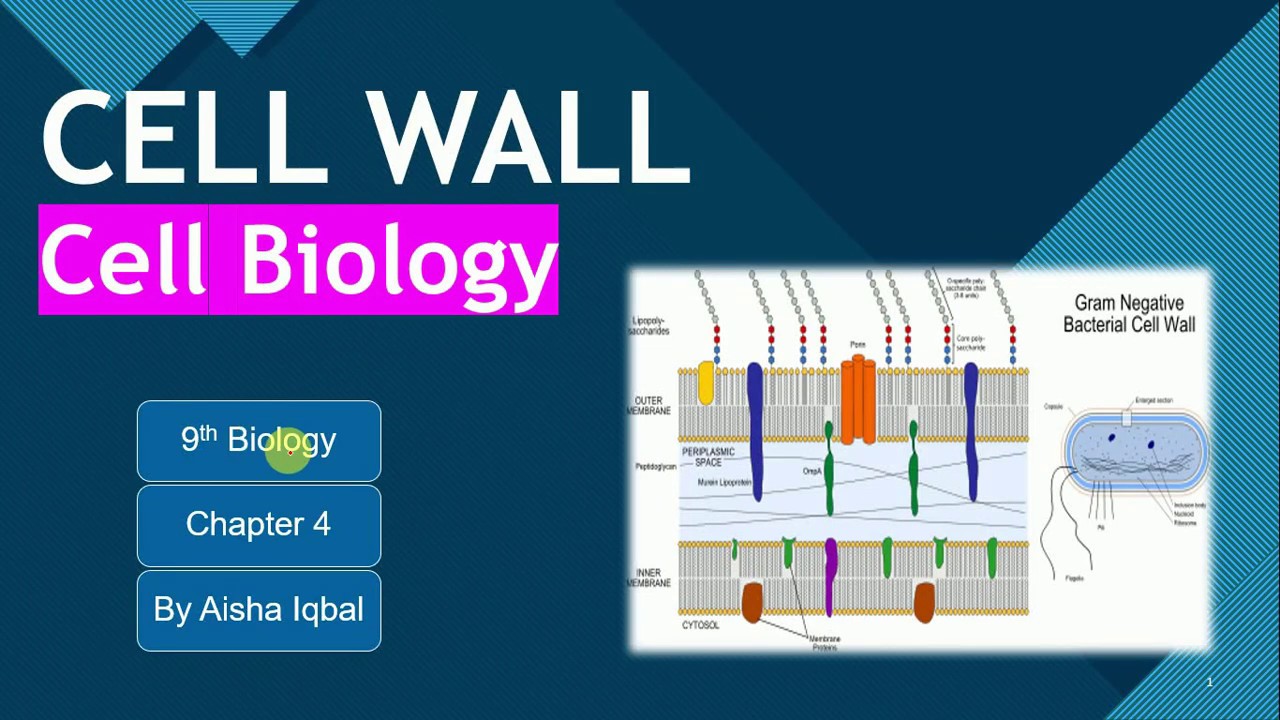 Cell Wall Class 9 YouTube cell-wall-class-9-youtube