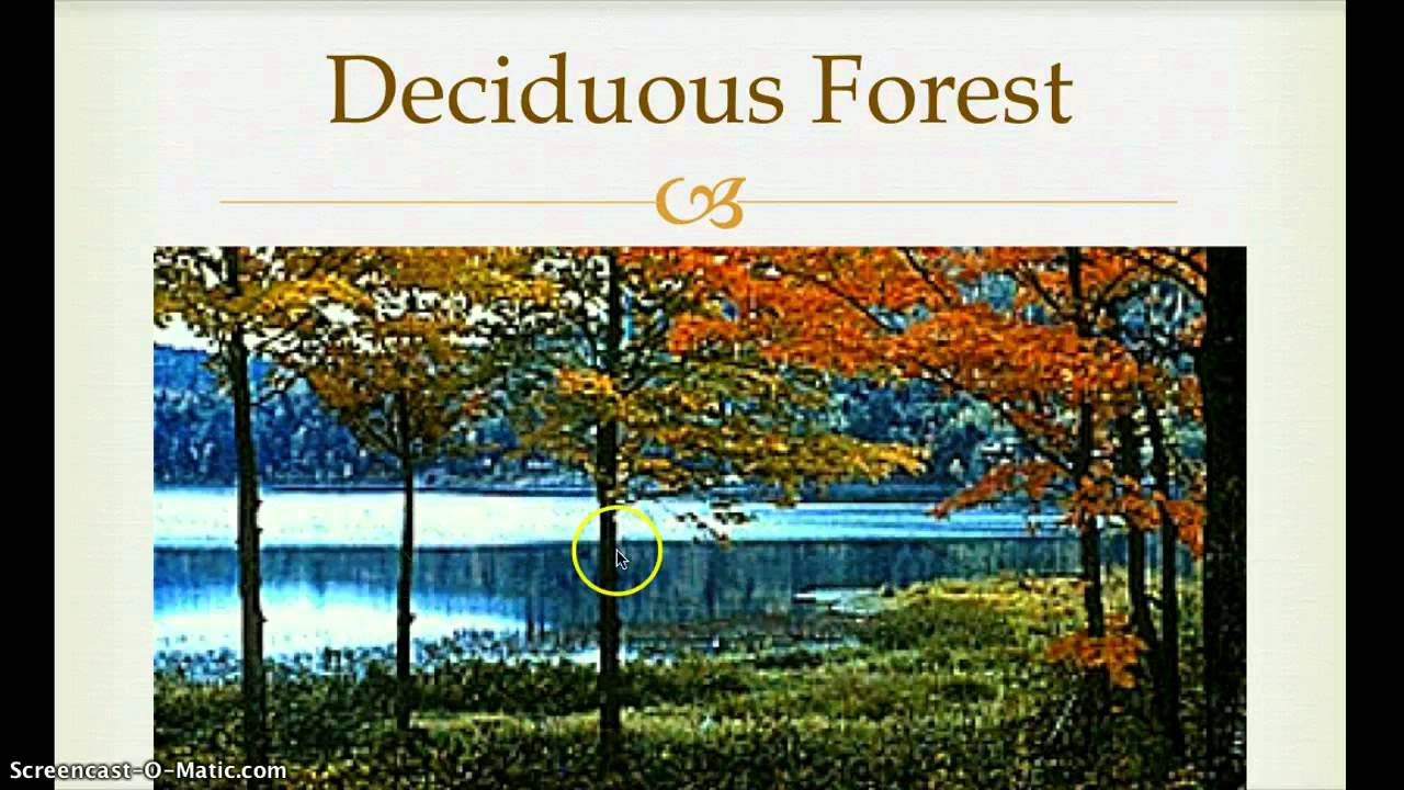 Decidious forest - YouTube