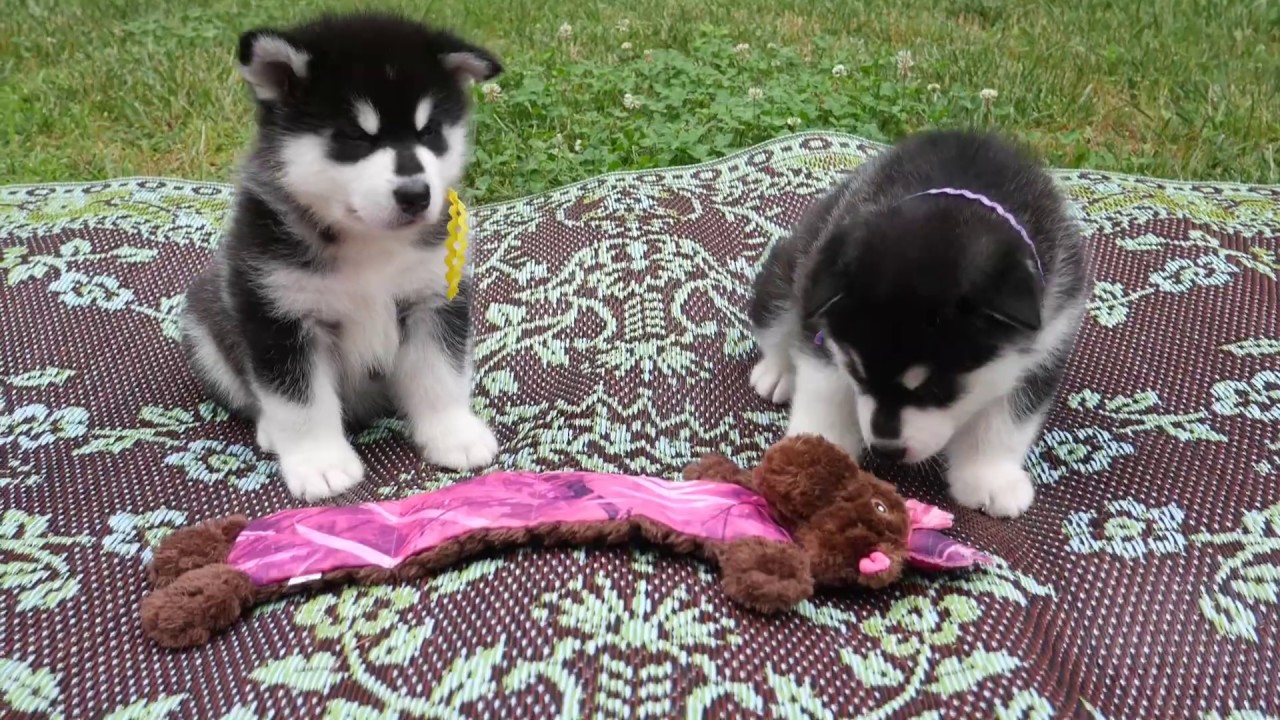 Alaskan Malamute Puppies; Bema & Cole Puppies, May 15, 2020 5 Weeks ...