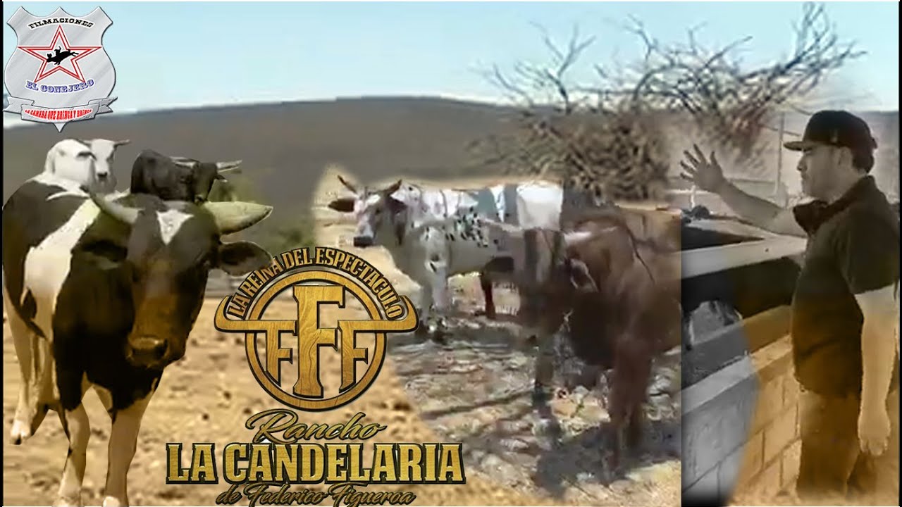 CONOCE!!EL PROCESO PARA LLEVAR A GRANDES LIGAS UN TORO DE REPARO ...