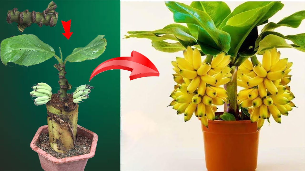 Let's see how I propagate banana plants that produce fruit right from ...