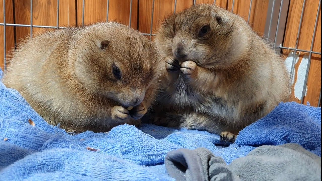 You and I will be fascinated when watching prairie dogs chewing food ...