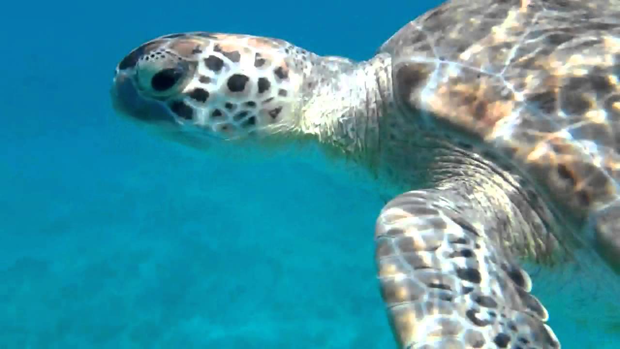 Swimming with a Sea Turtle in St. Thomas, USVI - YouTube