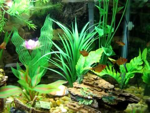 My startup 20 Gallon High Fish tank - YouTube