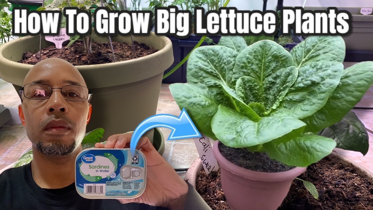 How To Grow Big Lettuce Plants 🥬 - YouTube